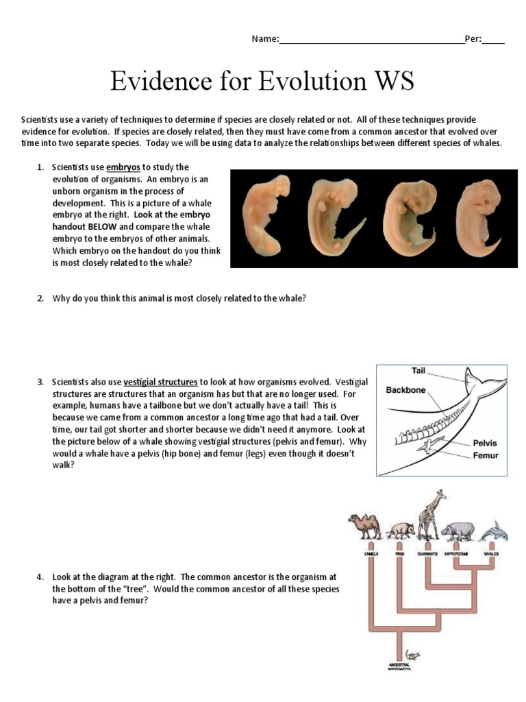 Evidence For Evolution Guided Inquiry Worksheet | PDF | Biology ...