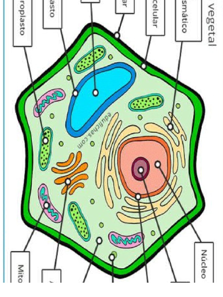 Celula Vegetal | PDF