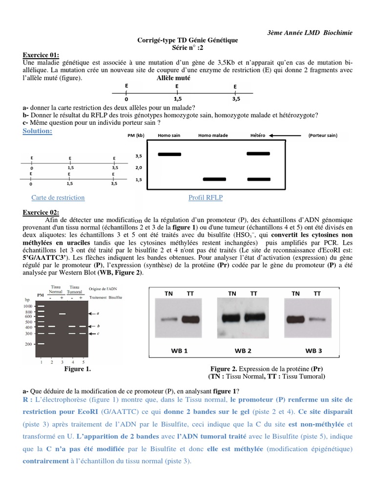 Corrige-Type td2 Genie Genetique 3eme Annee LMD Biochimie | PDF | Réaction en chaîne par ...