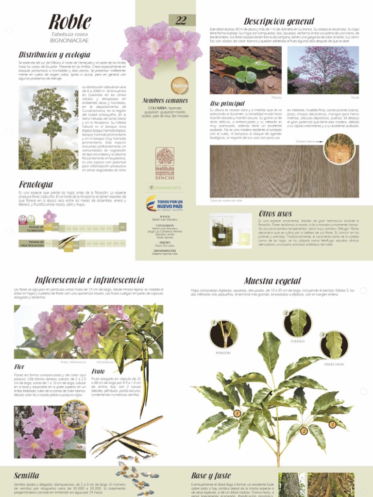 Fichas Tecnicas de Especies de Uso Forestal y Agroforestal de La ...