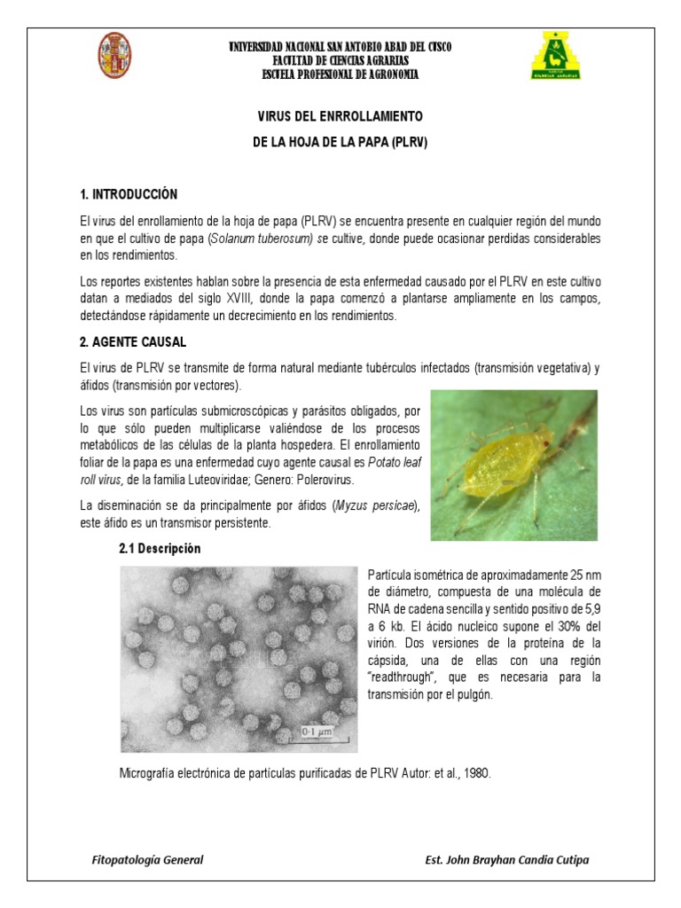 Virus Del Enrrollamiento de Las Hojas de La Papa (PLRV) | PDF | Virus ...
