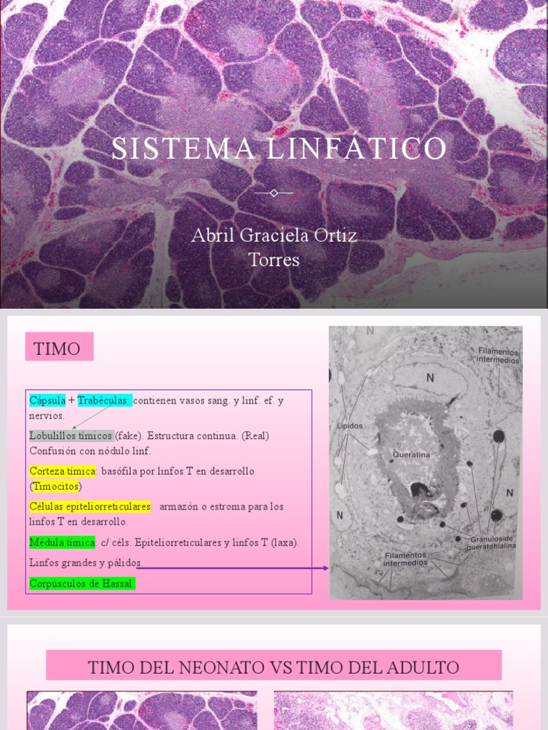 Sistema Linfático | PDF | Timo | Sistema linfático