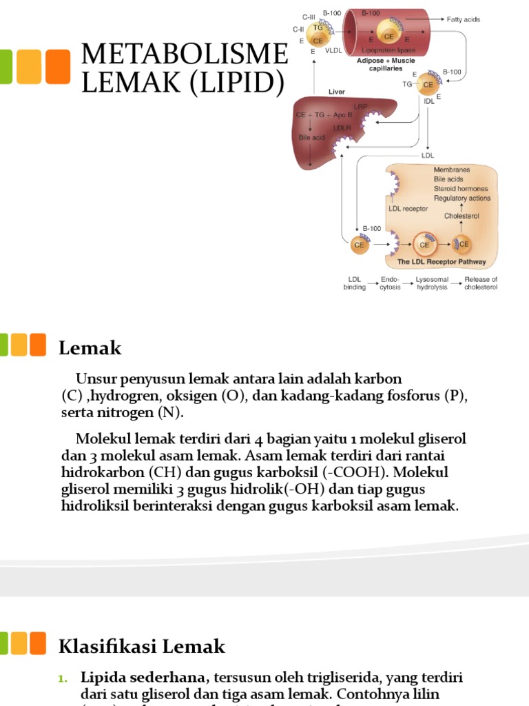 Metabolisme Lemak PPTX | PDF