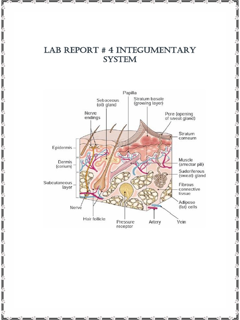 Lab Report #4 Integumentary System | PDF | Skin | Integumentary System