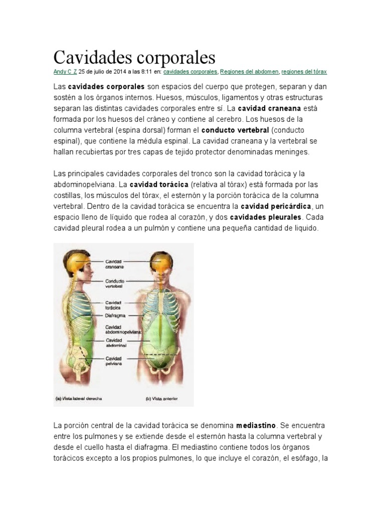 Estructura y Función de Cavidades Corporales | PDF | Abdomen | Tórax