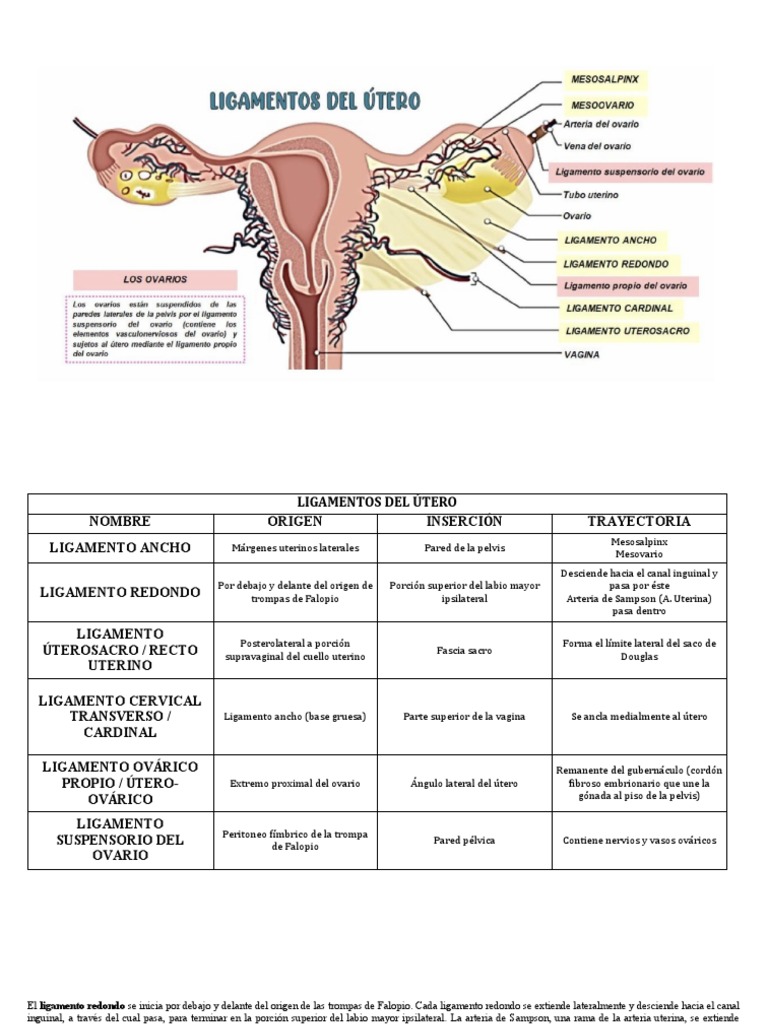 Ligamentos Del Utero | PDF | Útero | Pelvis