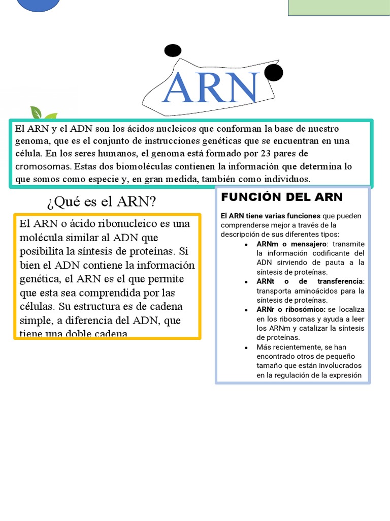 Funciones del ARN y ADN en la célula | PDF | Rna | Adn