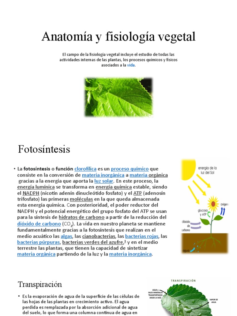 Anatomía y Fisiología Vegetal | PDF | Hormona Vegetal | Plantas