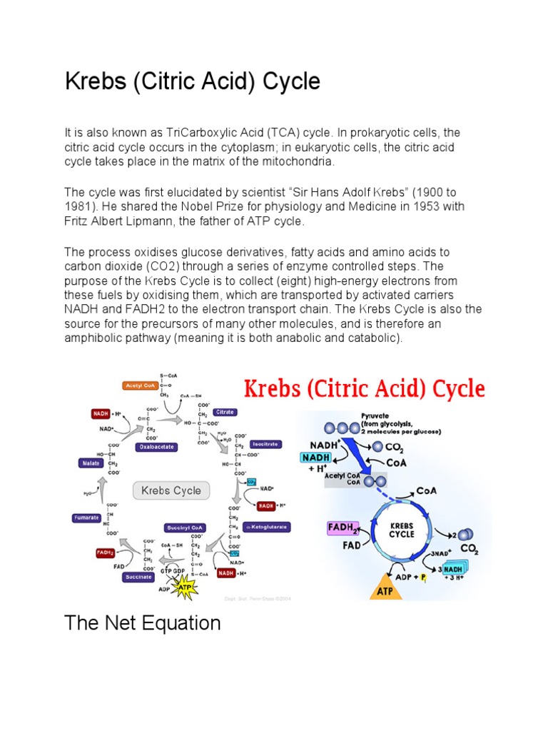 Kreb Cycle | PDF | Diet & Nutrition | Chemistry
