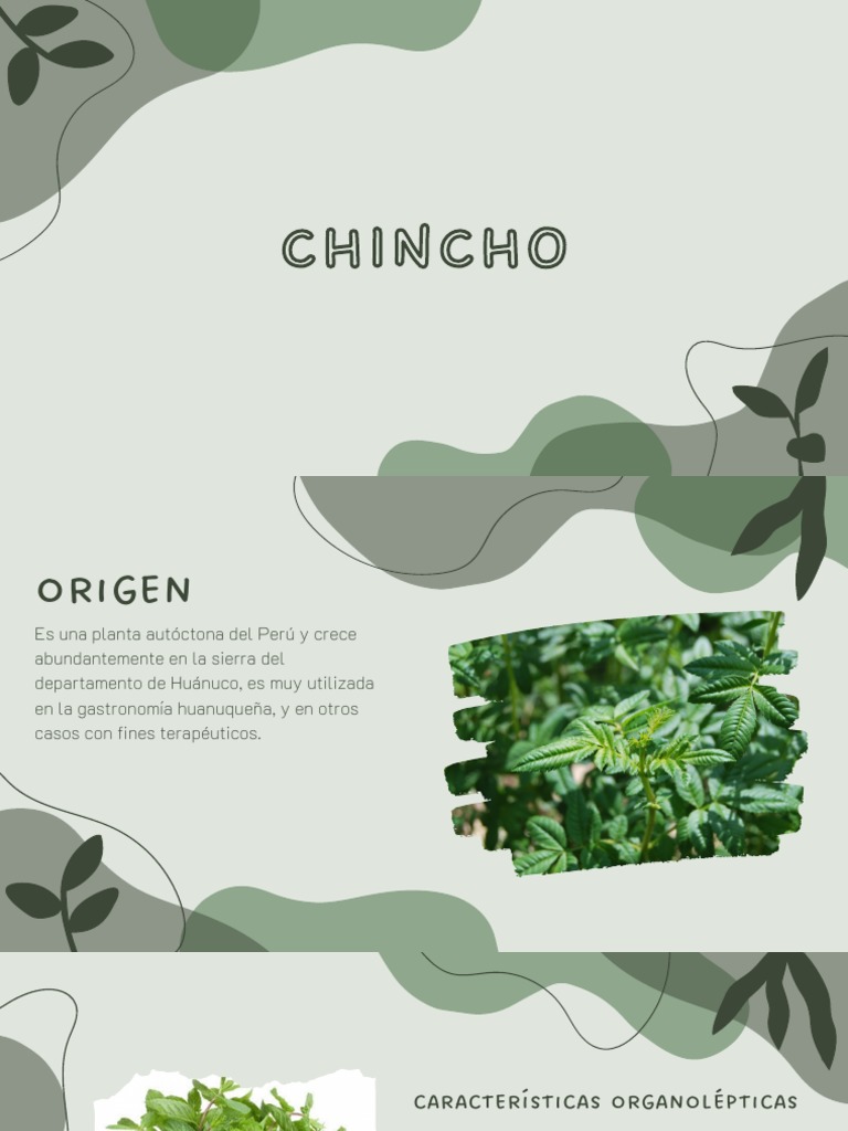 Beneficios y usos del chincho peruano | PDF