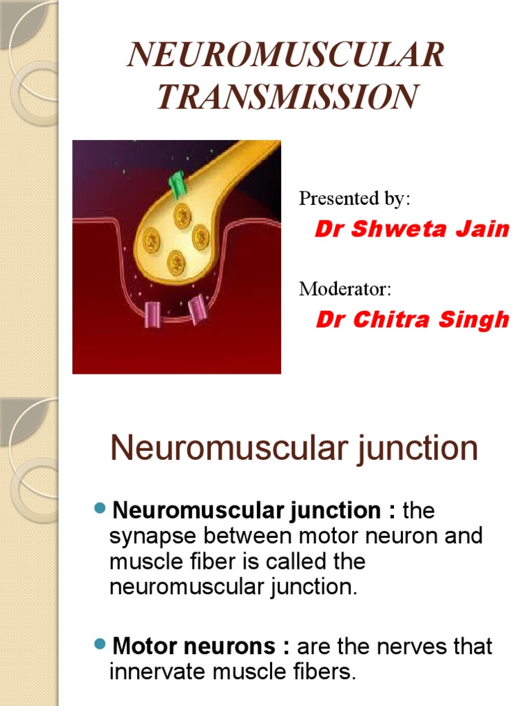 NEUROMUSCULAR TRANSMISSION: ANATOMY AND PHYSIOLOGY | PDF ...