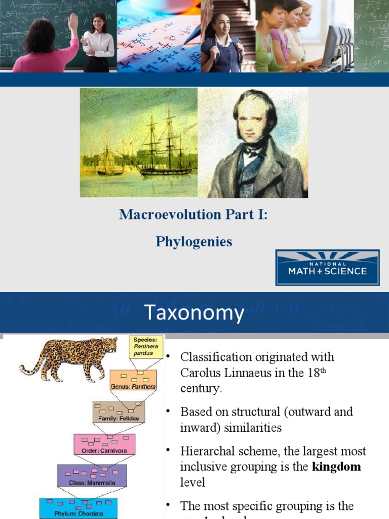 Macroevolution Part I Phylogenies | PDF | Taxonomy (Biology) | Phylogenetic Tree