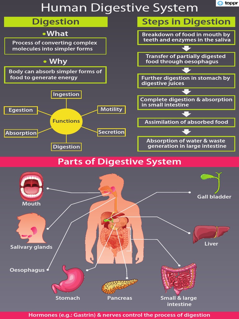 Mechanism of Digestion | PDF | Digestion | Human Digestive System