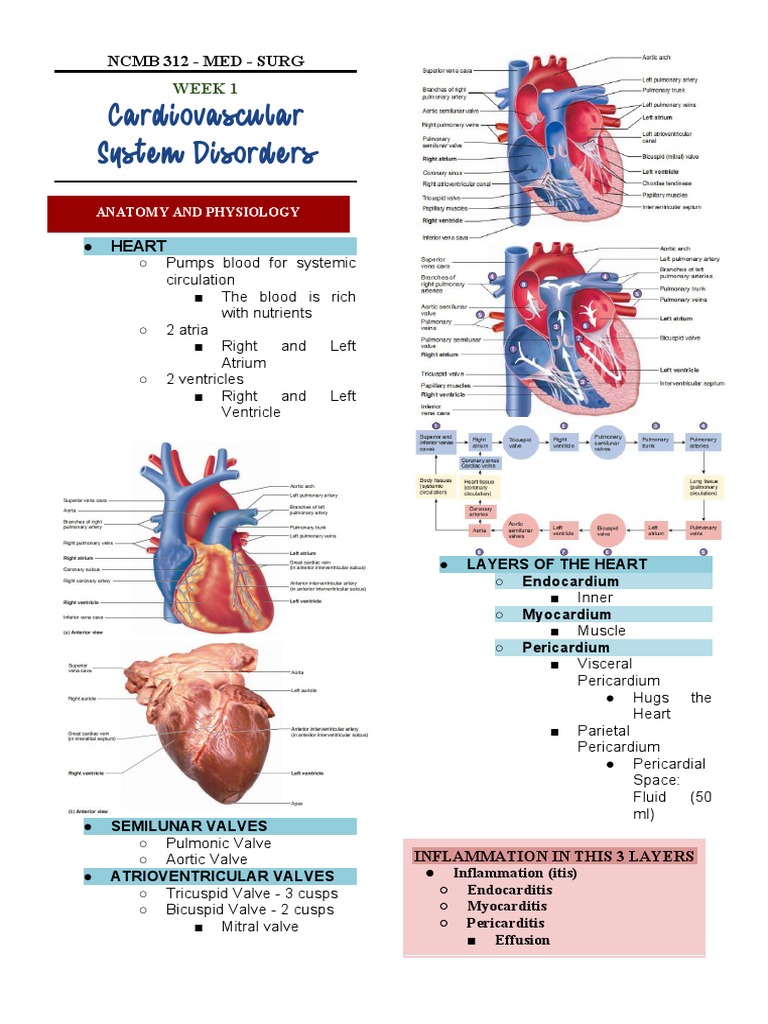 Medical Surgical Nursing - Cardiovascular System Disorders | PDF ...