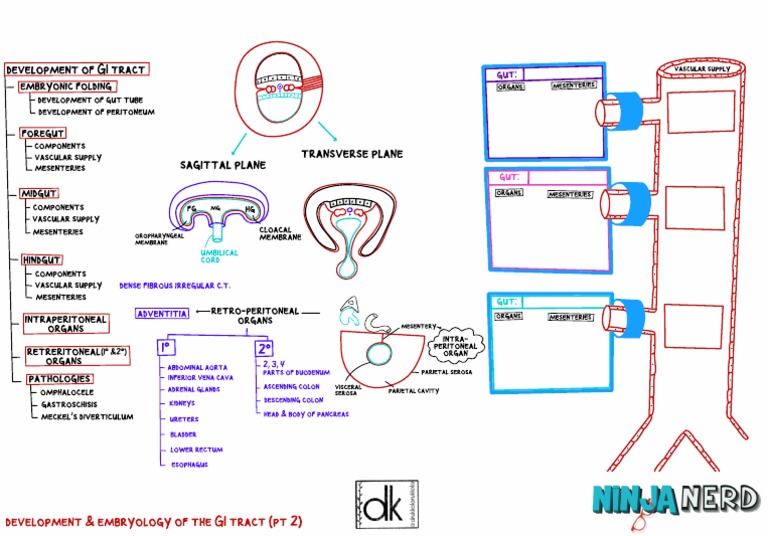 Embryology) 13 Development - Embryology of The GI Tract PT 2 - Handout ...