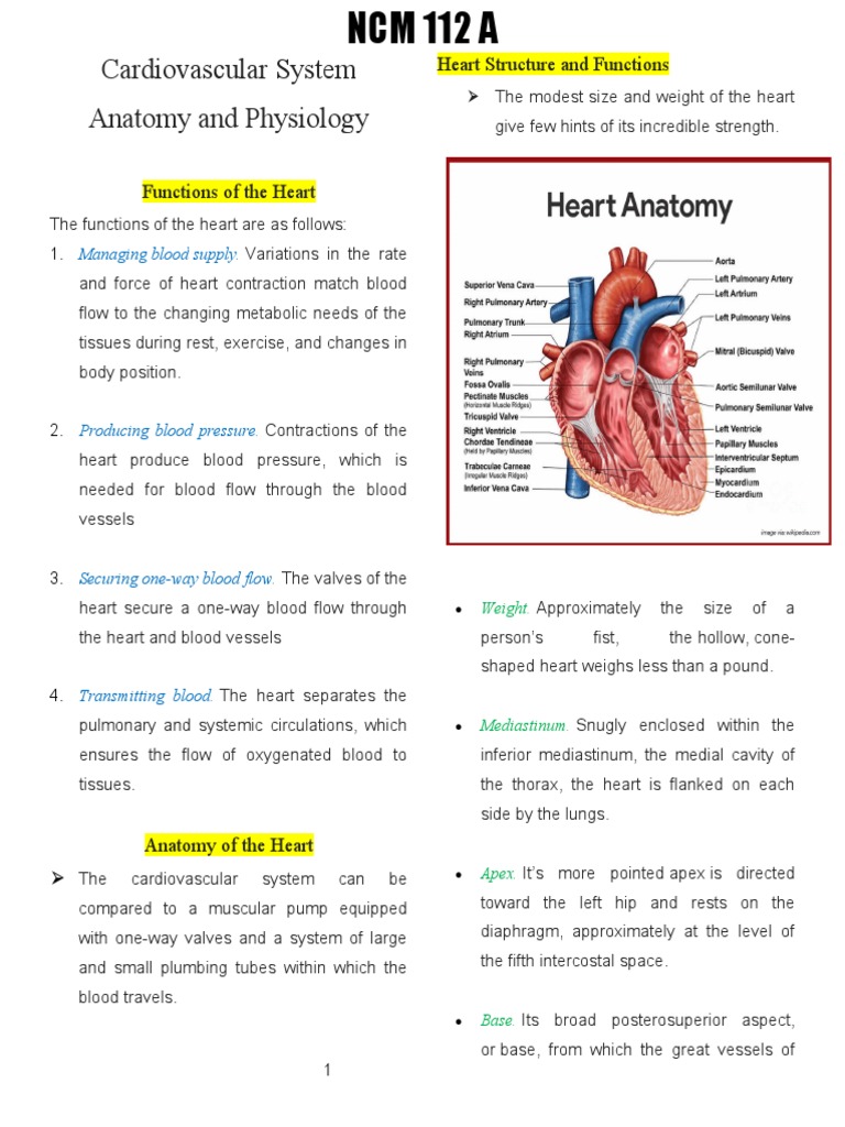 Cardiovascular System Anatomy and Physiology | PDF | Heart Valve | Heart