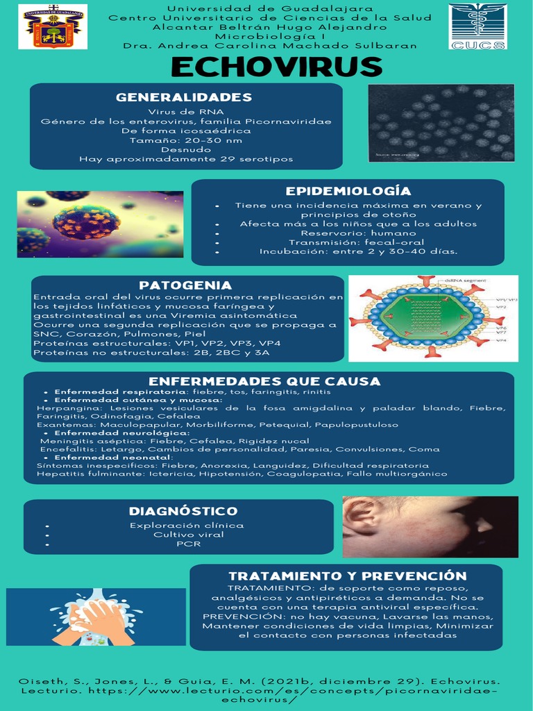 Generalidades del Echovirus y su Patogenia | PDF | Virus | Enfermedades ...
