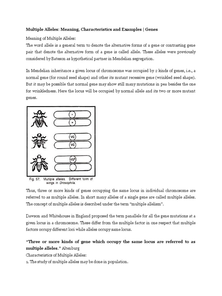 Multiple Allele Pdf Allele Dominance Genetics