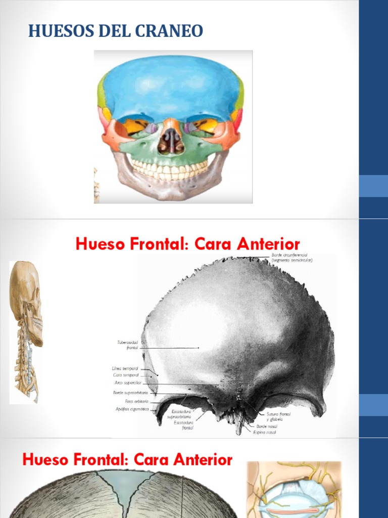 Huesos De Craneo Pdf Anatomía Humana Anatomía