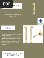 Tibia y Perone | PDF | Sistema esquelético | Anatomía humana