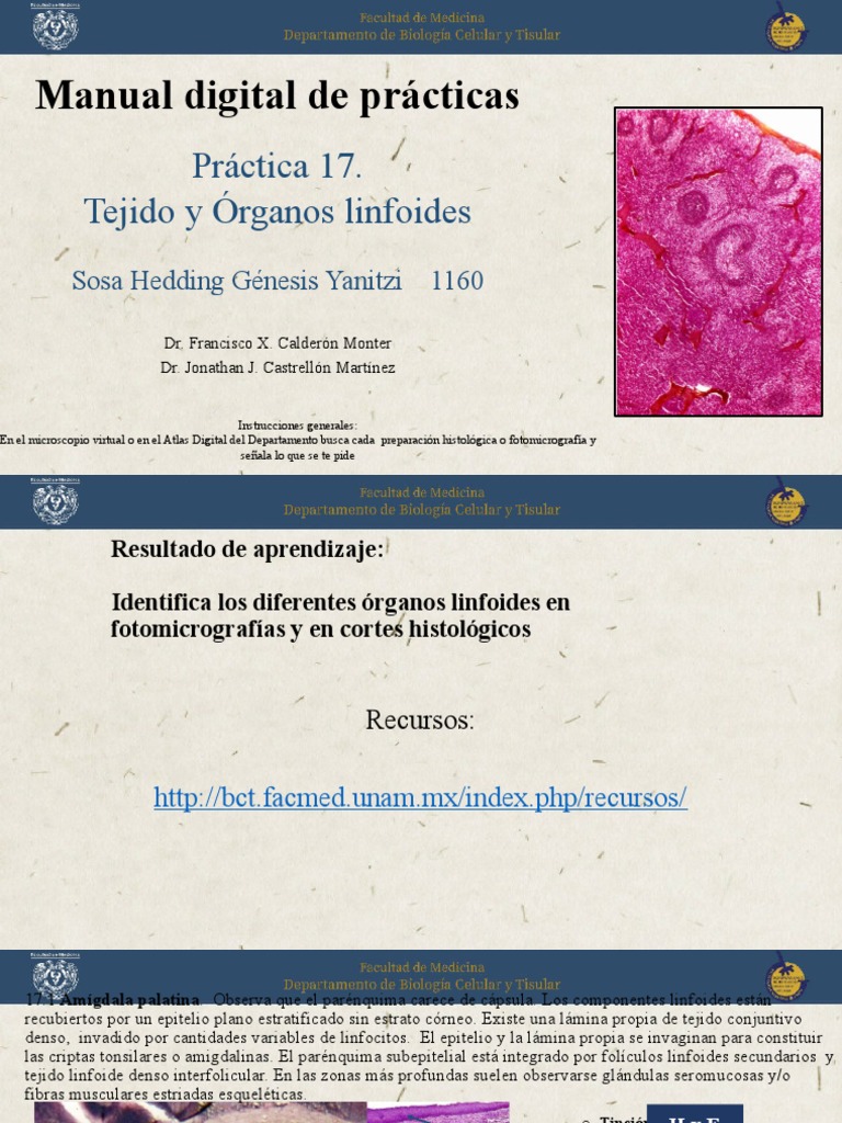 Practica 17. Tejido y Sistema Linfoide | PDF | Bazo | Ganglio linfático