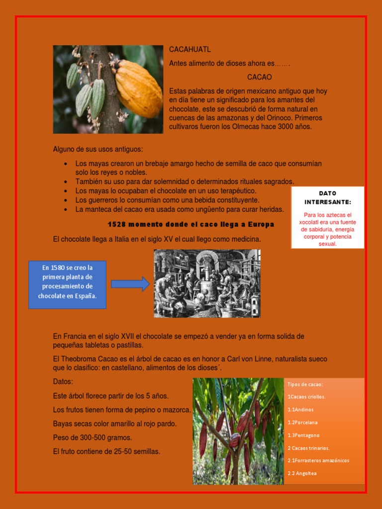 Infografiacacao Barajasharold | PDF | Chocolate | Theobroma
