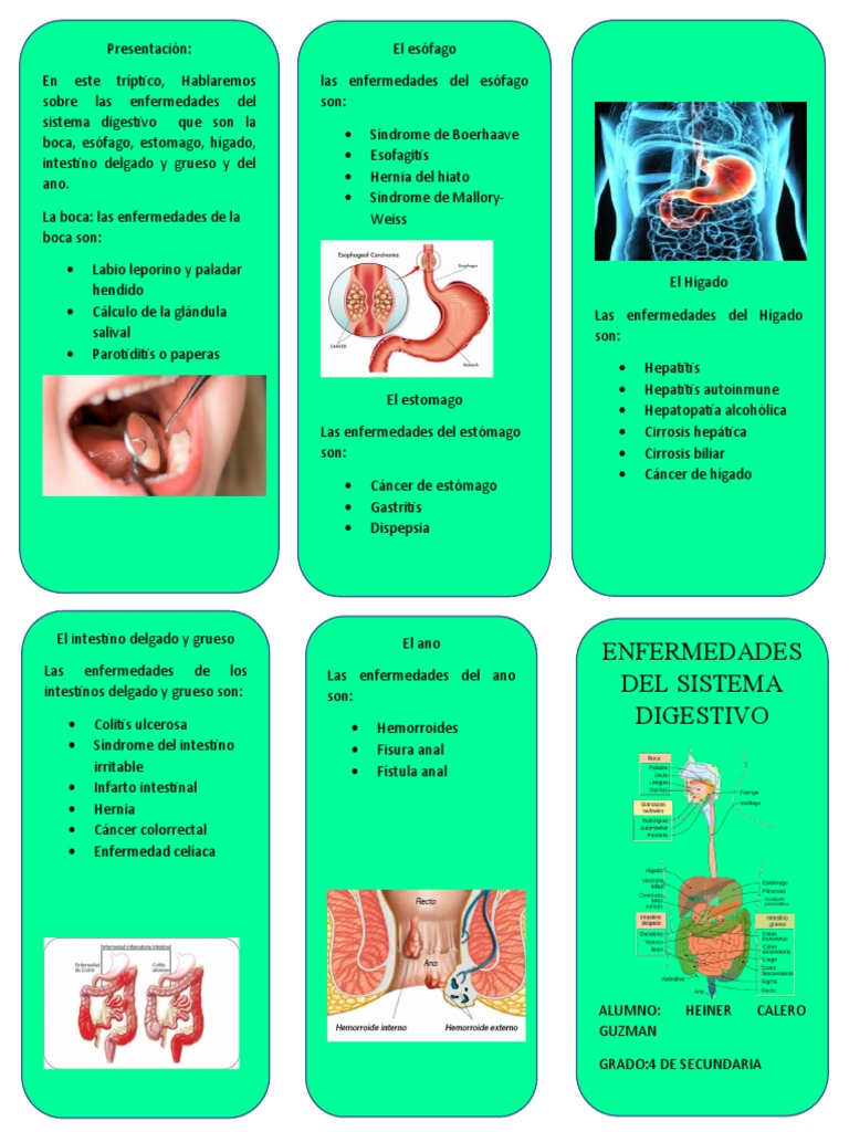 Triptico Del Sistema Digestivo | Descargar gratis PDF | Sistema digestivo humano | Tracto ...