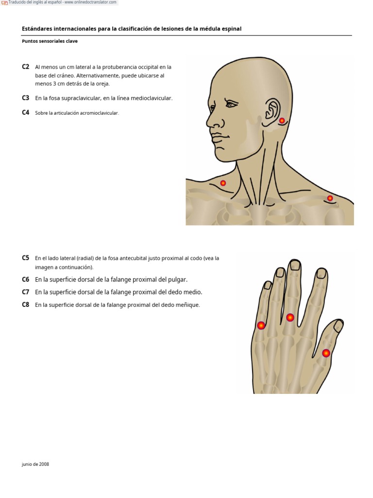 Niveles sensitivos en la línea medioclavicular | PDF | Extremidades ...