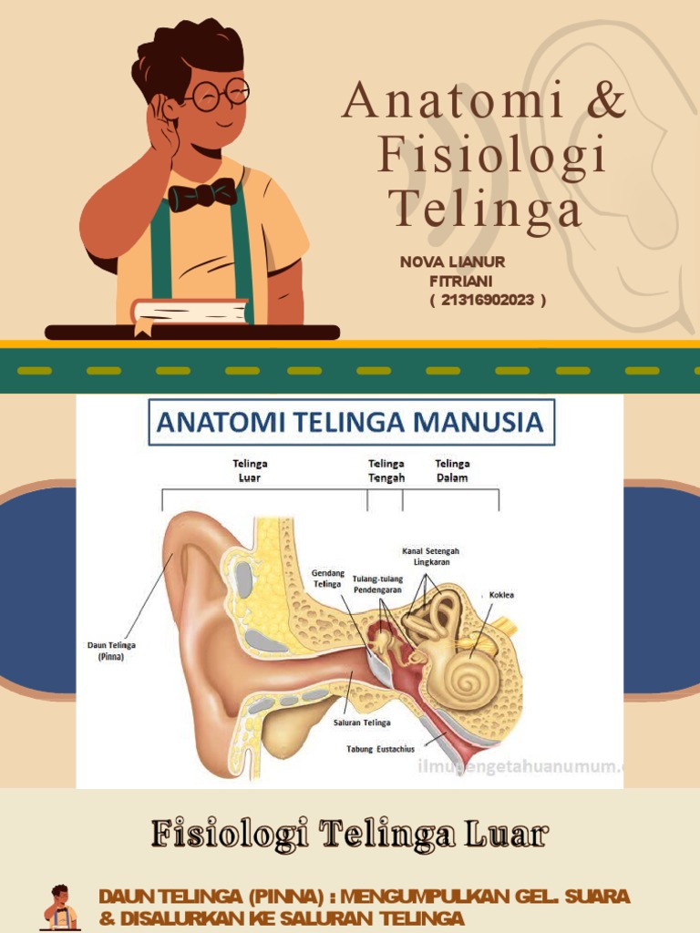 Fisiologi Telinga: Struktur dan Fungsi | PDF | Sains & Matematika