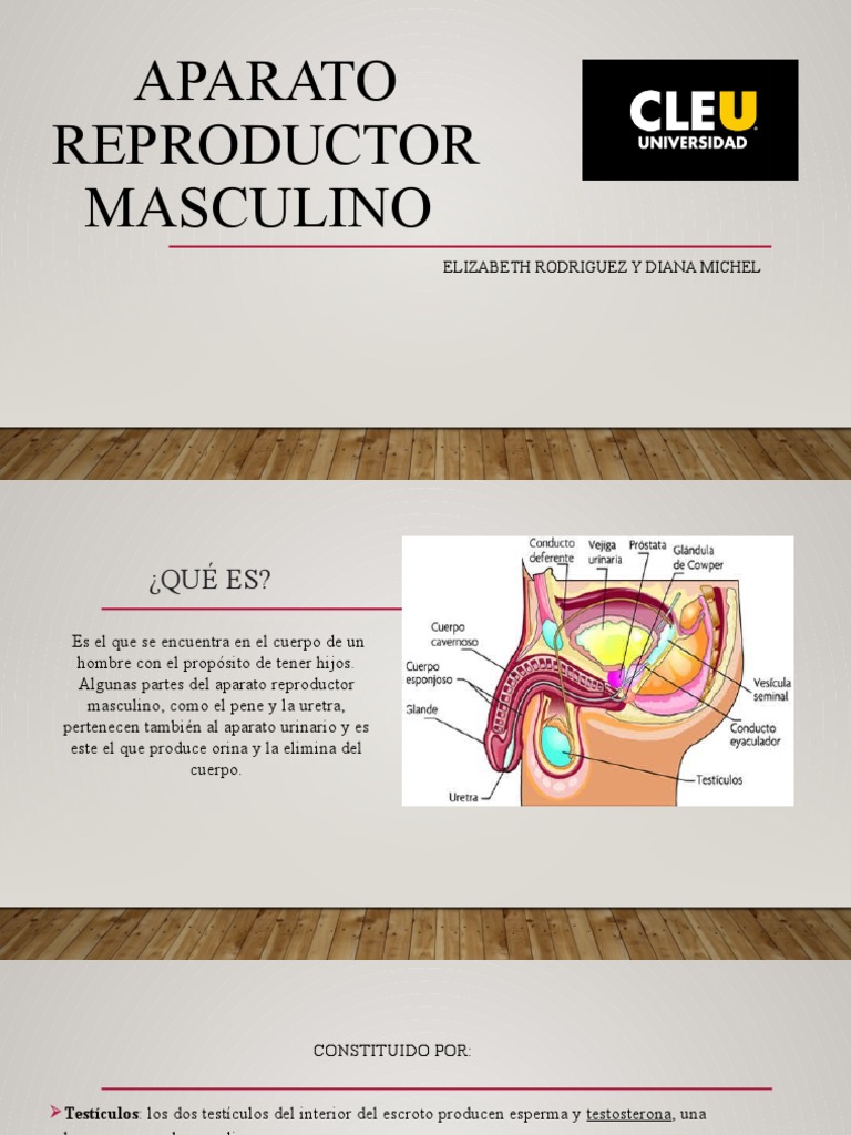 Aparato Reproductor Masculino | PDF | Anatomia animal | La sexualidad ...
