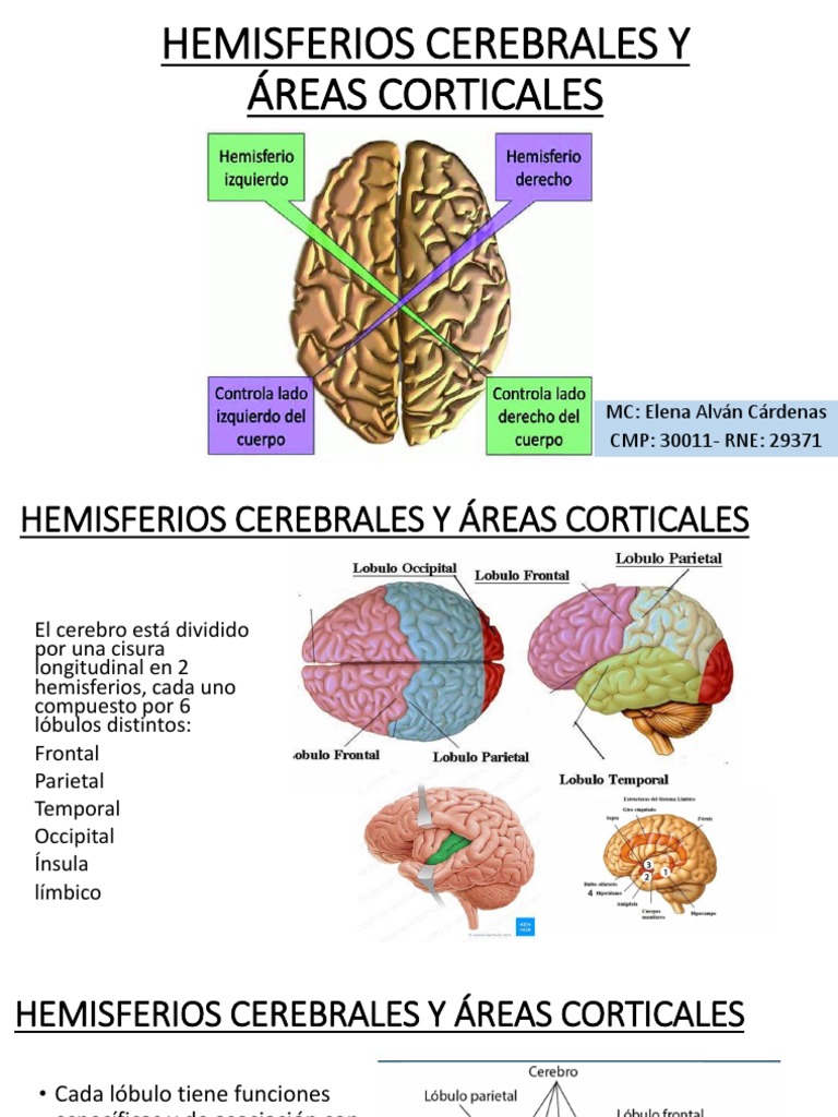 Hemisferios y Áreas Cerebrales | PDF | Lóbulo temporal | Cerebro