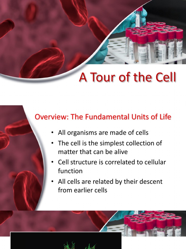 5 A Tour of The Cell | PDF | Endoplasmic Reticulum | Cell (Biology)