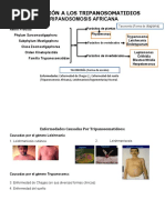 Triatominos: Vectores de Chagas en América | PDF | Biología