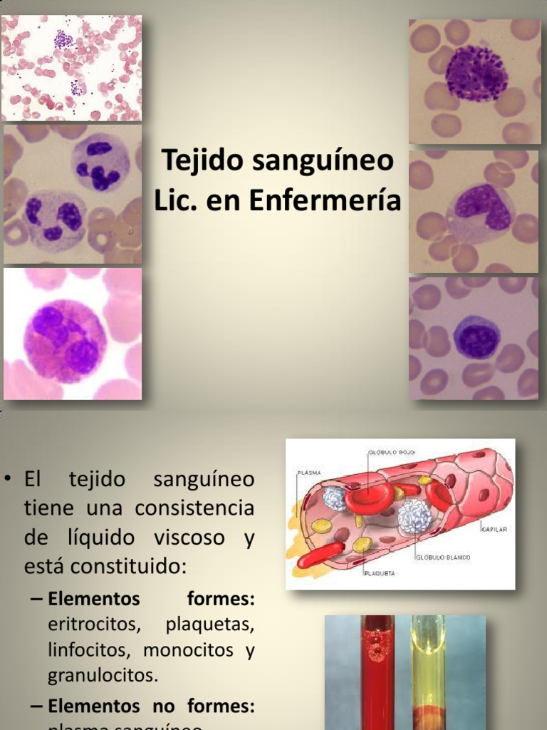 Tejido Sanguineo | PDF | Sangre | Linfocitos