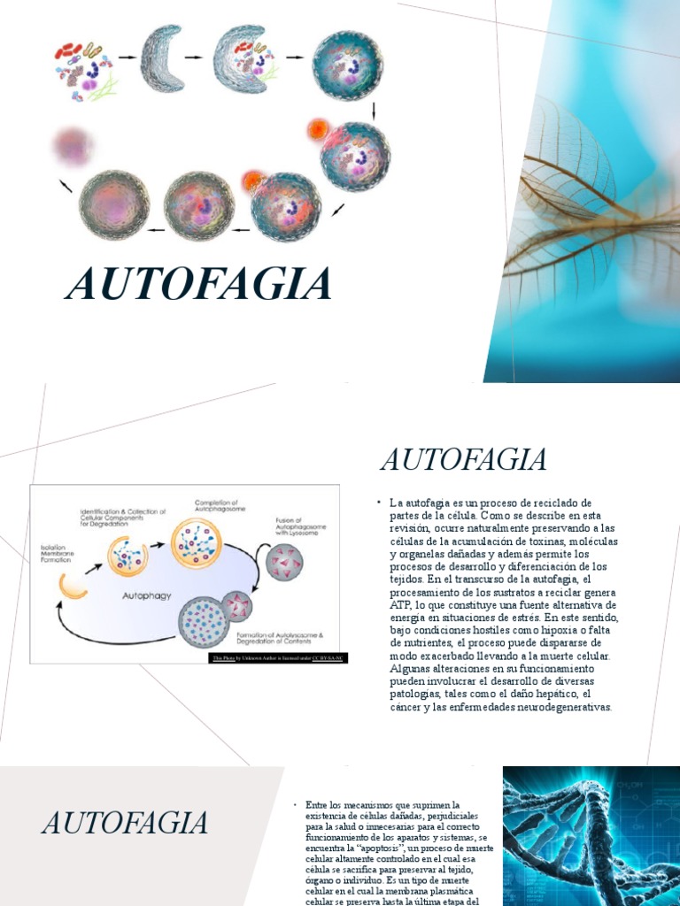 AUTOFAGIA | PDF | Autofagia | Biología Celular)