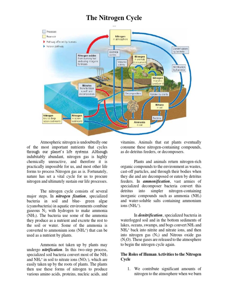 N Cycle | PDF | Nitrogen | Soil