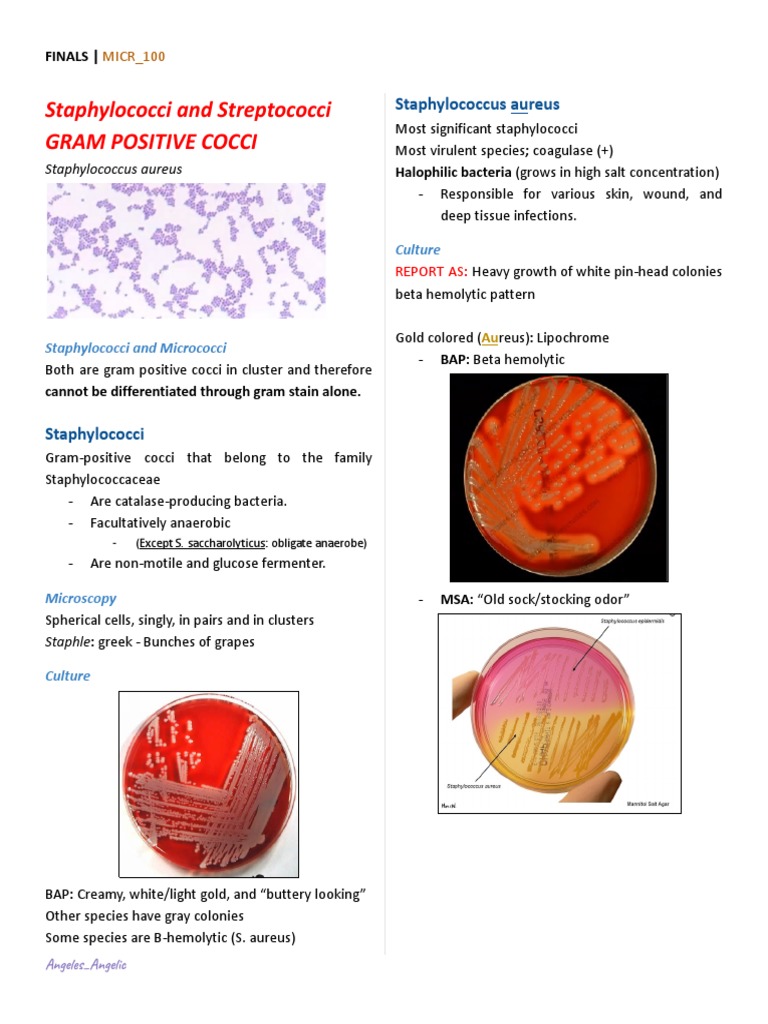 Staphylococci vs Streptococci Guide | PDF | Staphylococcus | Staphylococcus Aureus