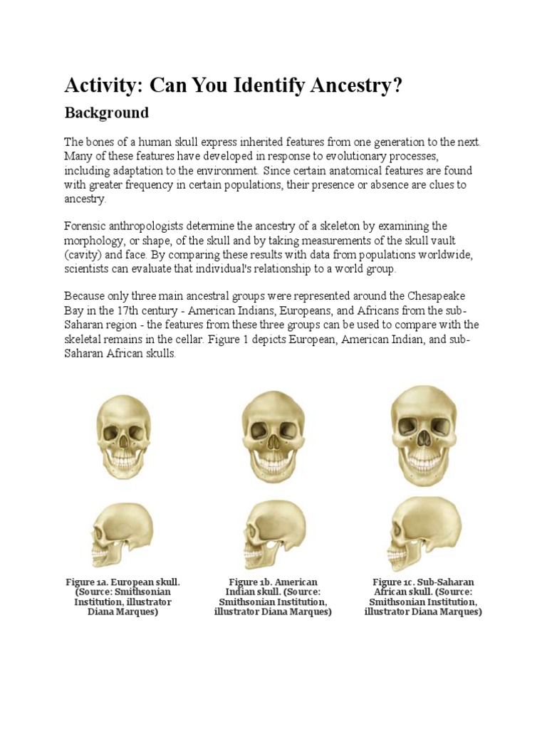 Ancestry Identification Through Skull Analysis | PDF | Skull