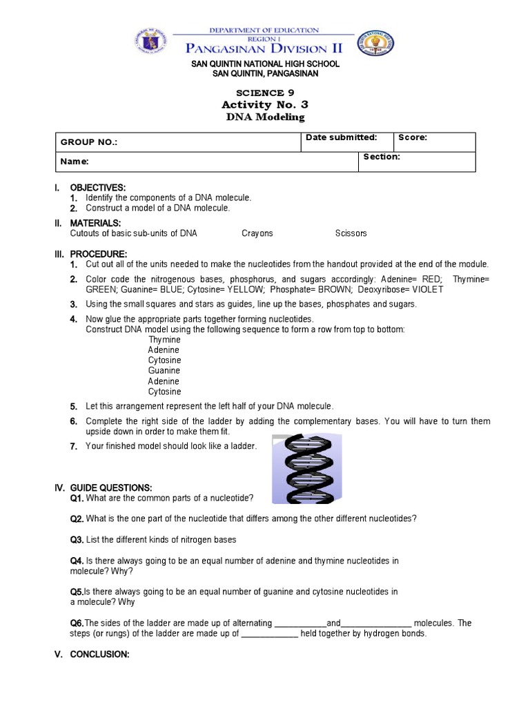 Activity No.3 - DNA Modelling | PDF