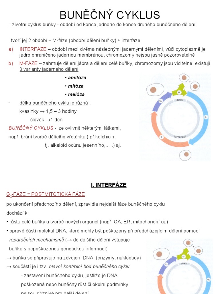 Bunecny Cyklus | PDF