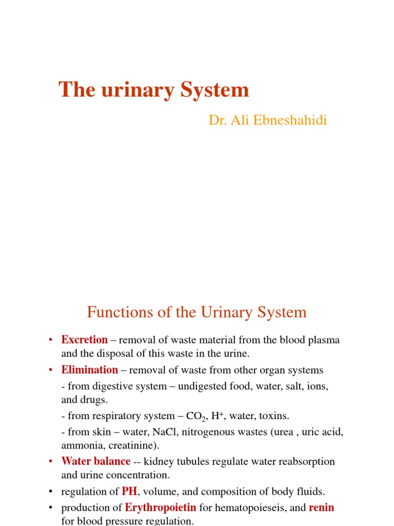 The Urinary System: Functions, Anatomy, Urine Formation and Micturition | PDF | Kidney | Urinary ...