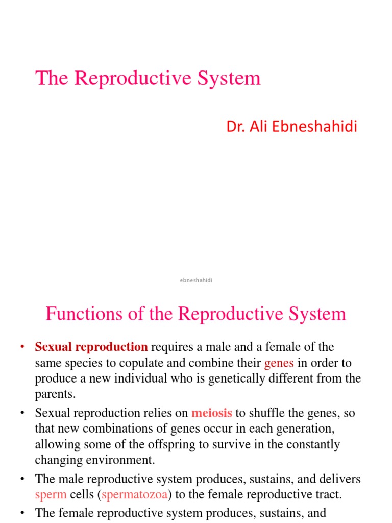Chap 19 - The Reproductive System | PDF | Ovary | Menstrual Cycle