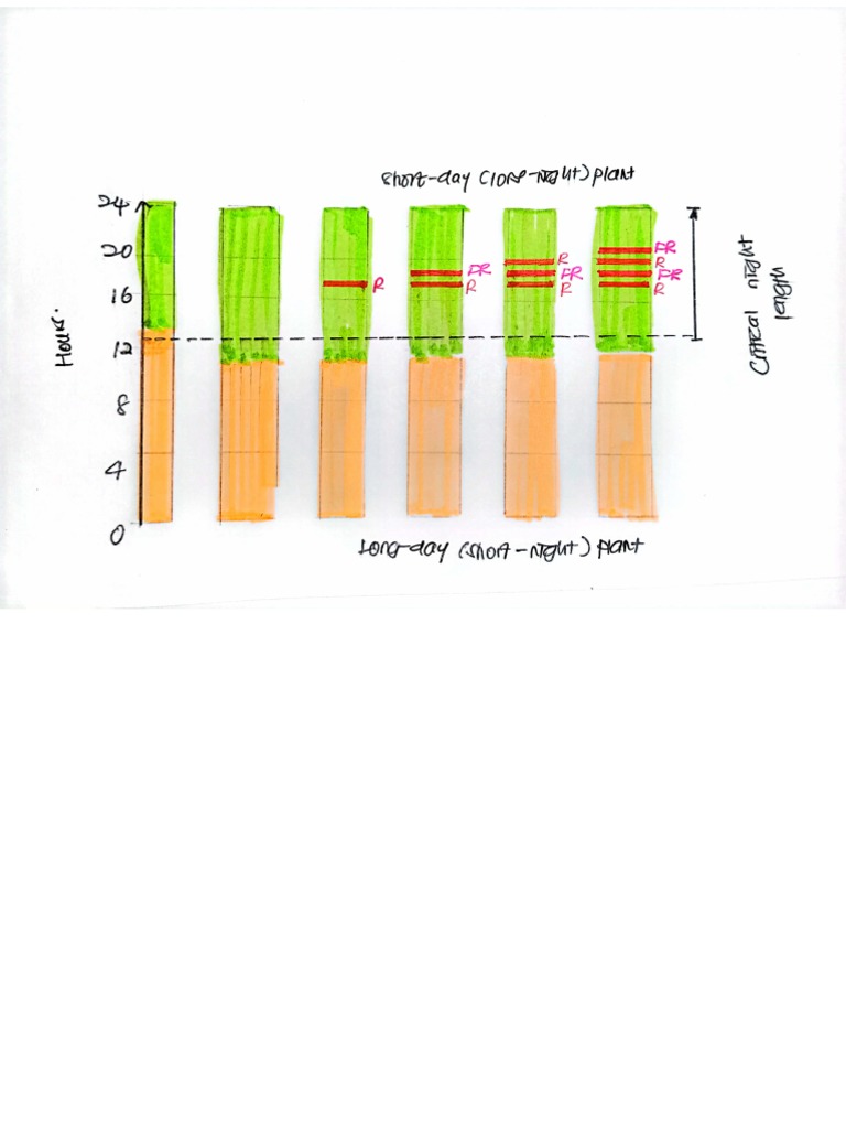 Long Day Vs Short Day Plant | PDF