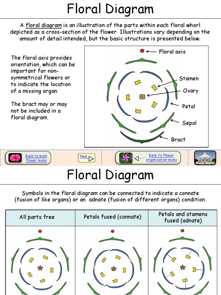 An Illustrated Guide to Floral Diagrams: Explaining the Basic ...
