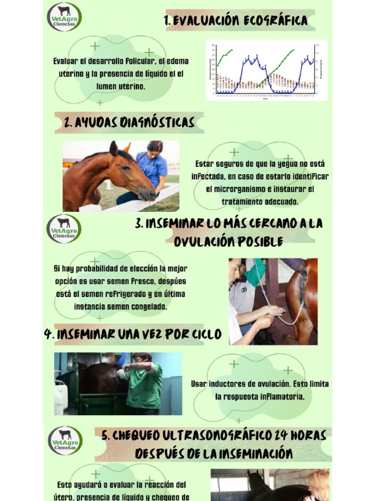 Inseminación Artificial en Yeguas | PDF