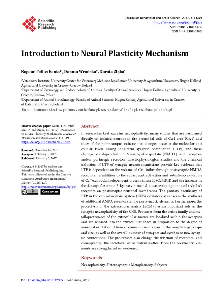 Introduction To Neural Plasticity Mechanism | PDF | Synaptic Plasticity ...