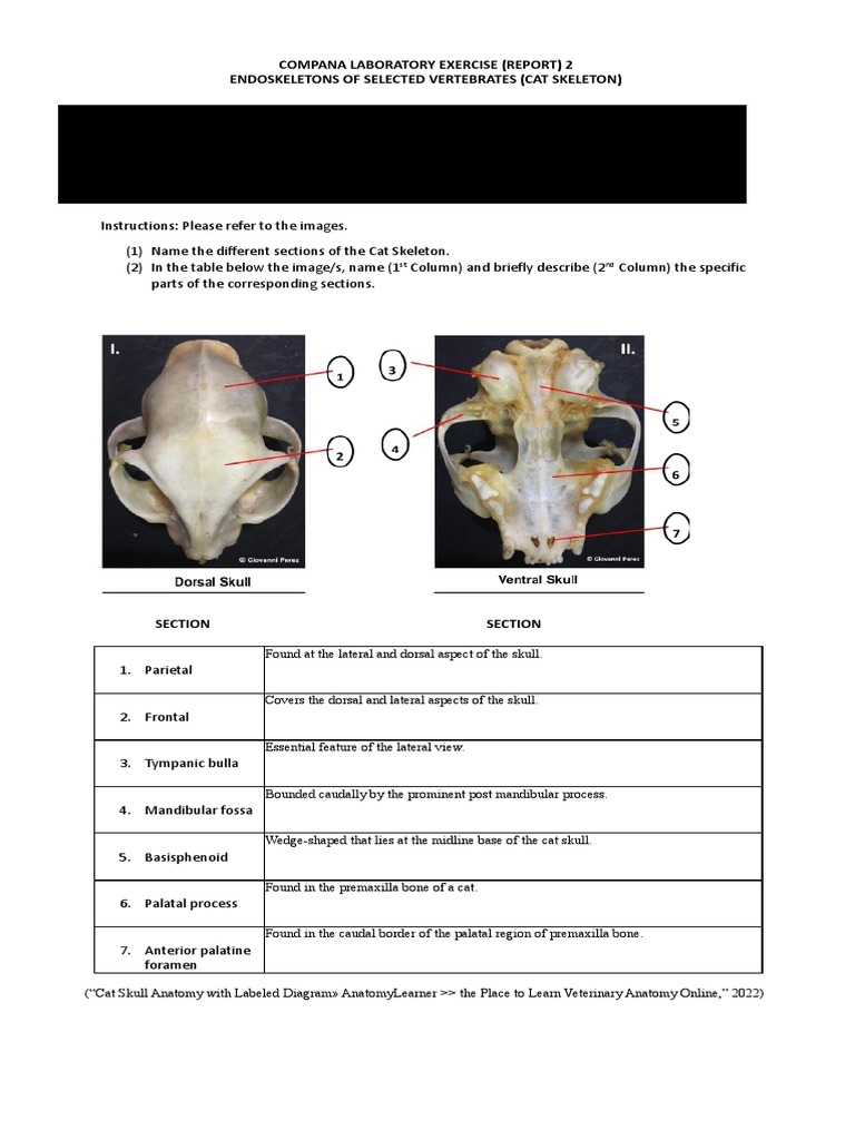 Cat Skeleton | PDF | Vertebra | Vertebral Column