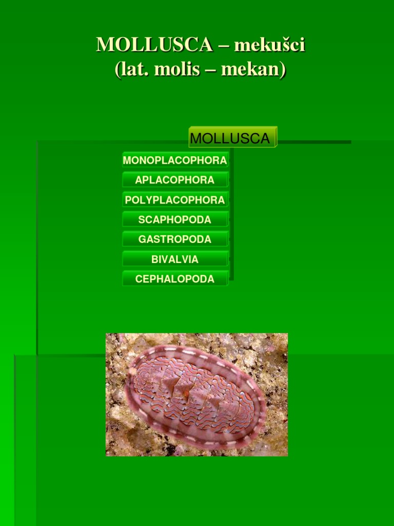 7 Mollusca | PDF
