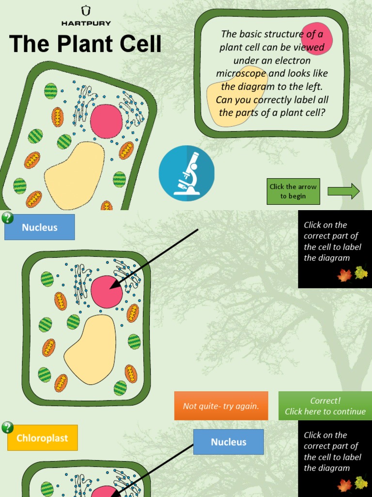 Plant Cell | PDF | Cell (Biology) | Chloroplast