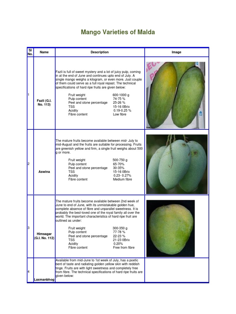 Malda Mango Varieties Guide | PDF | Mango | Taste